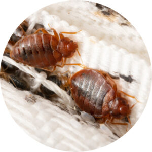 From Detection to Eradication: Your Essential Guide to Bed Bug Control