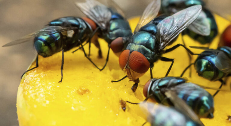 Are flies harmful or dangerous to humans? - PestPlans.com