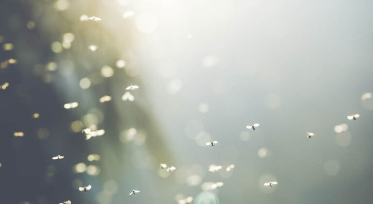 Gnat Bites: Treatment and Prevention - PestPlans.com