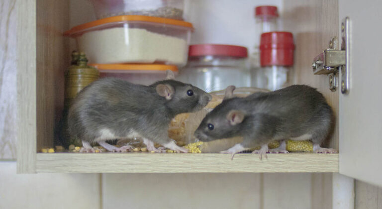 Is It Dangerous to Have Mice in Your Home? - PestPlans.com