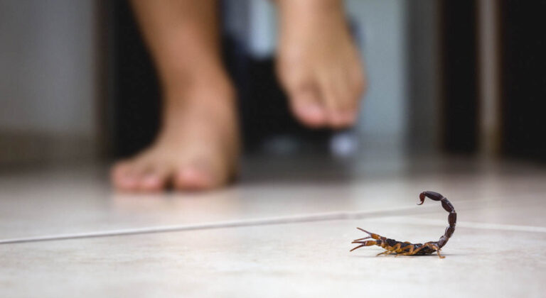 How Dangerous Are Scorpion Stings? - PestPlans.com