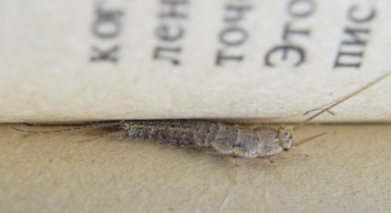Do Silverfish Pose Any Health Risks to Humans? - PestPlans.com