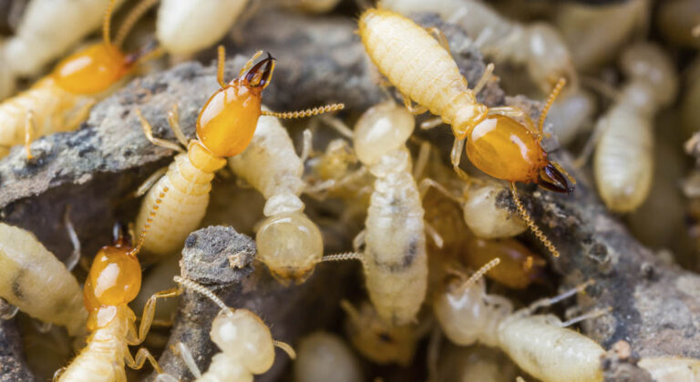 Are Termites Harmful To Humans, and How Do They Affect Our Health ...
