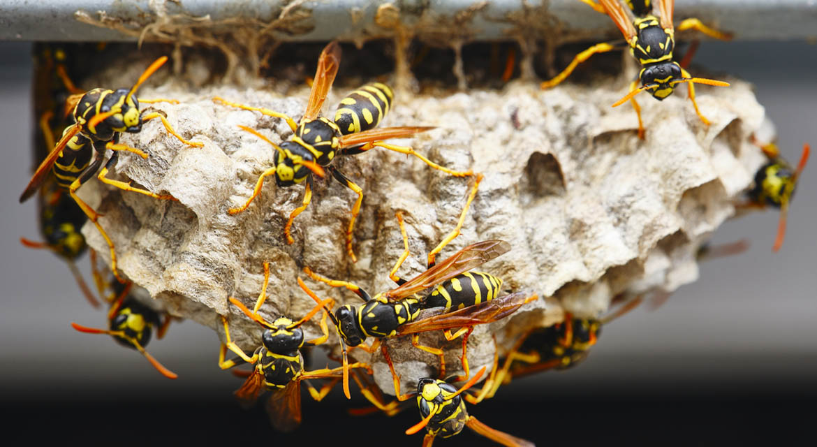Wasp Control: Your Guide to Safe Pest Management
