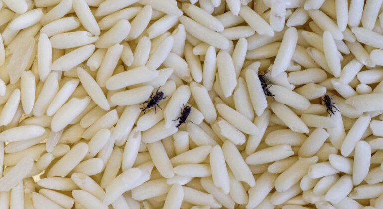 Are Weevils Harmful to Human Health? - PestPlans.com