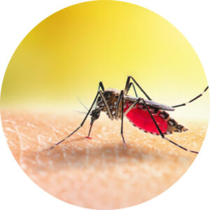 Mosquito Control 101: Proven Pest Management for Homeowners