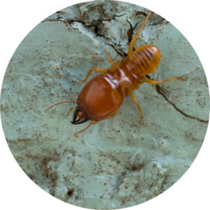 No More Damage: Your Guide to Termite Control and Prevention