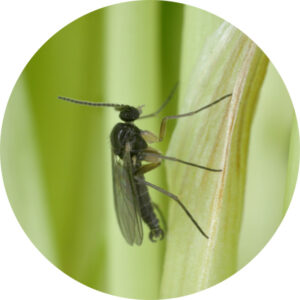 Gnat Problems Solved: Your Guide to Effective Pest Control