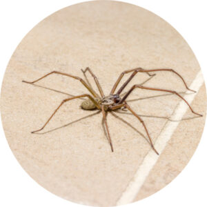 From Creepy to Controlled: Your Guide to Treating Spider Problems