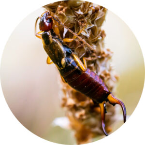 Tackling Earwig Infestations: Comprehensive Pest Control Guide