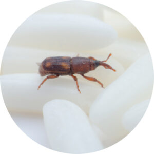 Outsmarting Weevils: Your Guide to Effective Pest Control