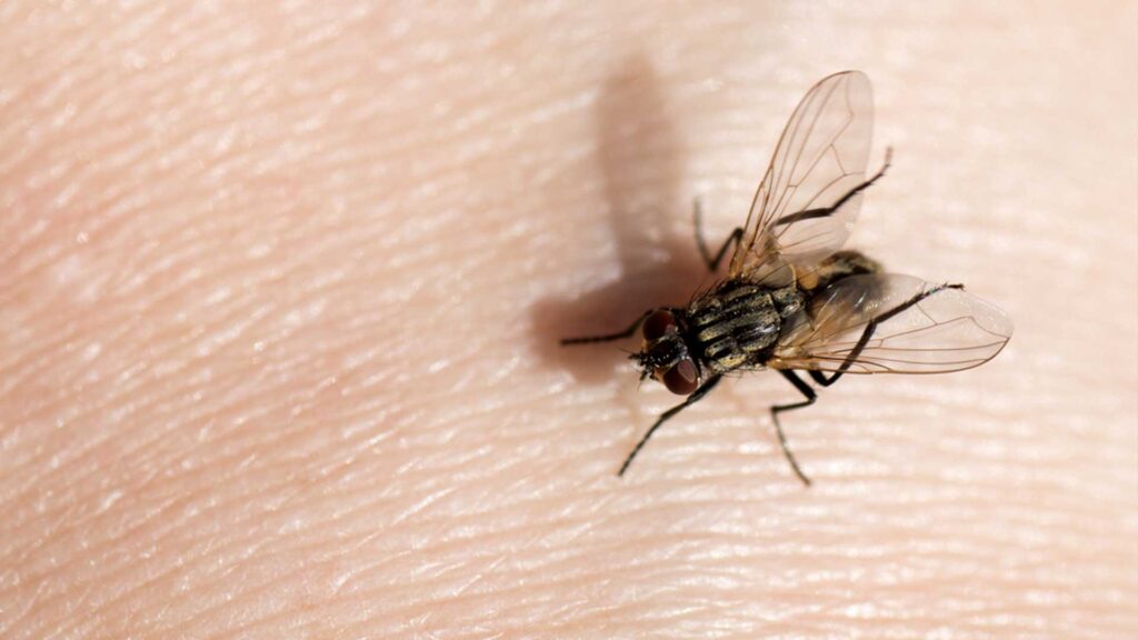 Are flies harmful or dangerous to humans? - PestPlans.com