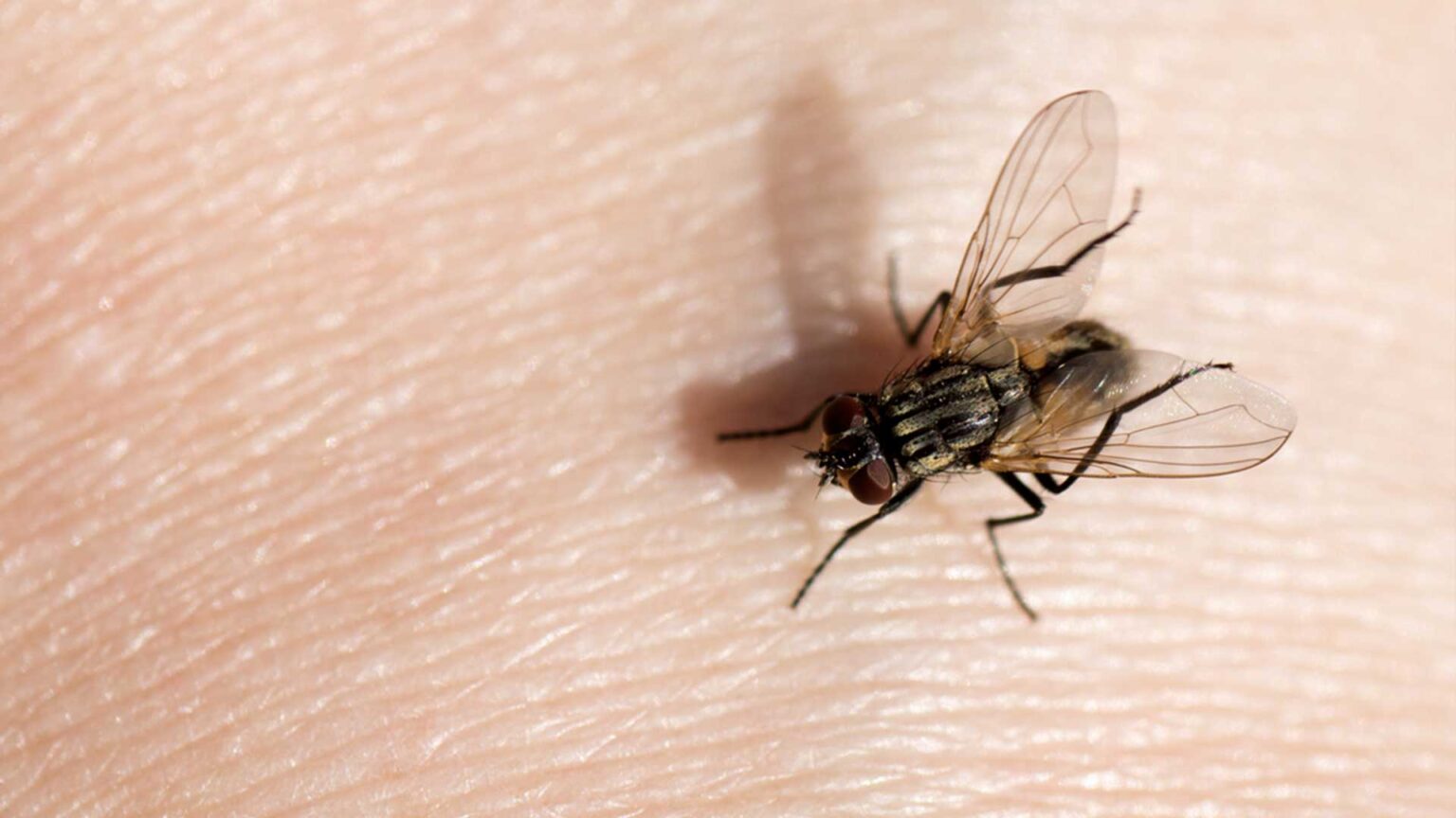 Are flies harmful or dangerous to humans? - PestPlans.com