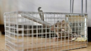 Are Rats Dangerous? - PestPlans.com