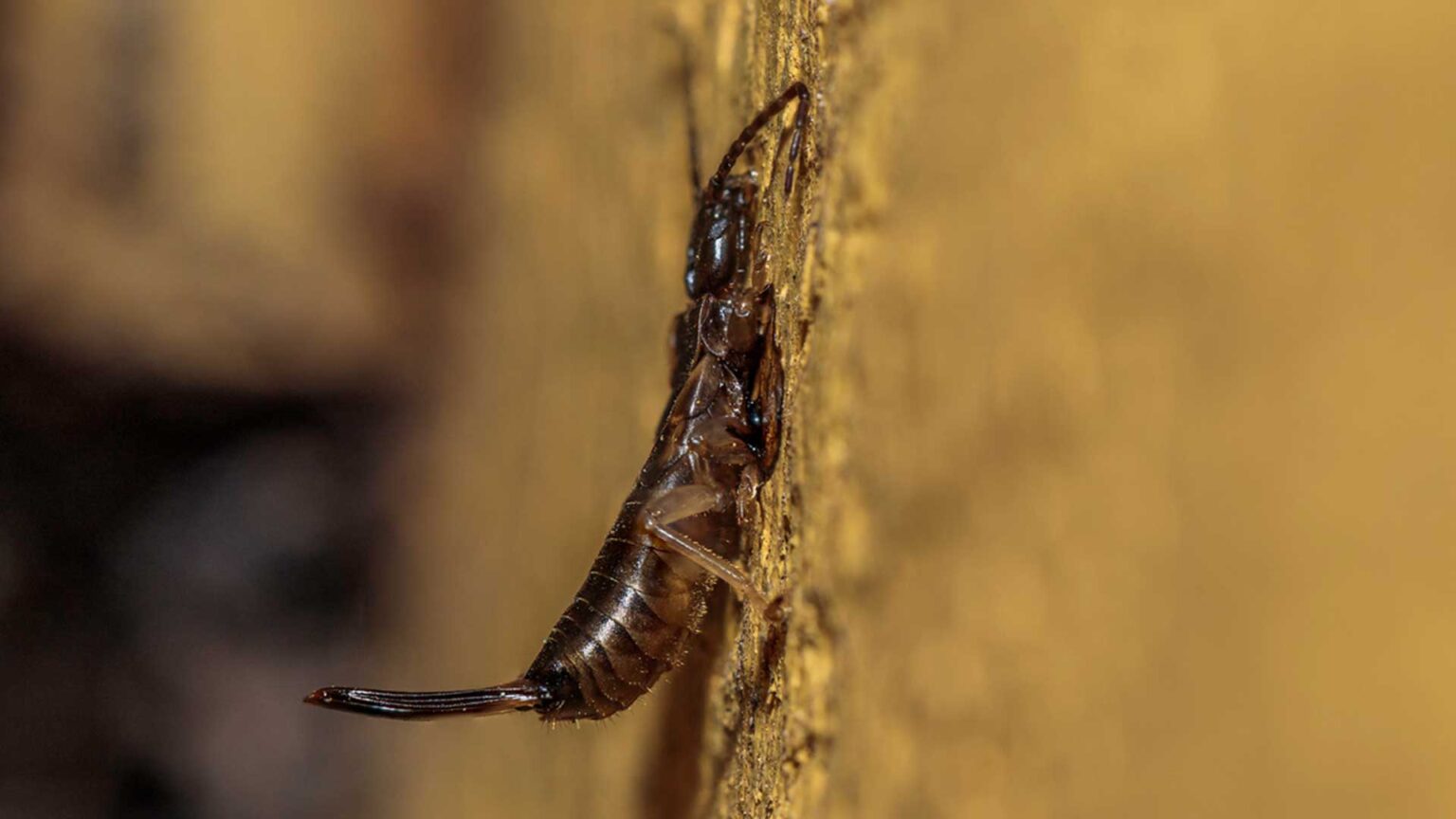 Earwig Infestation: Signs, Causes, and Prevention Guide - PestPlans.com
