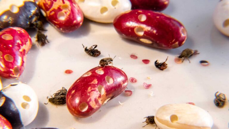 How Do I Get Rid of Weevils in My Kitchen and Pantry? - PestPlans.com