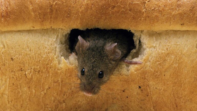 Understanding Mouse Infestations in Your Home - PestPlans.com